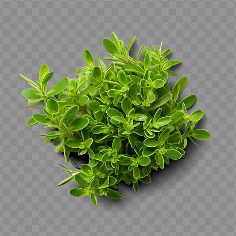 Premium PSD Isolated Of Thyme Leaf A Versatile Culinary Herb Depicted In Ph PNG PSD Decoration