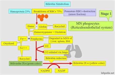 Bilirubin Metabolism And Jaundice