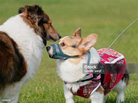 귀여운 검은 머리 색 웰시 코기 펨 브록 개 인사와 셰틀랜드 쉽 독 재미 있는 표정으로 서로를 스니핑 붉은 옷과 납에 총구에 코기 개에 대한 스톡 사진 및 기타 이미지