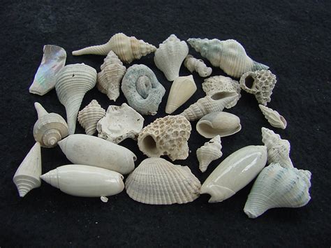 Fossil Shell Collections Small Sea Shells 25 Pieces Sp 7 Southern