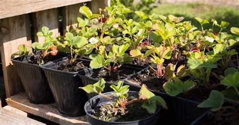 Розсада полуниці як виростити з насіння в домашніх умовах Моє домашнє натхнення