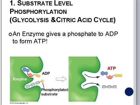 CELL RESPIRATION OUTLINE CELL RESPIRATION 1 Aerobic Respiration