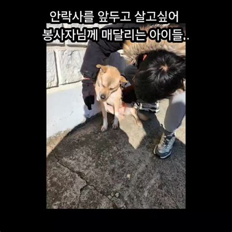 부산칠댕맘 𝑺𝒂𝑹𝒂𝒏𝒈🌠 유기견봉사 메리크리스마스 올해 크리스마스에는 그리고 크리스마스전 생일에는 무얼해야하나