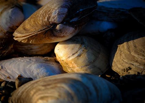 Shellfish Food Marine Free Photos On