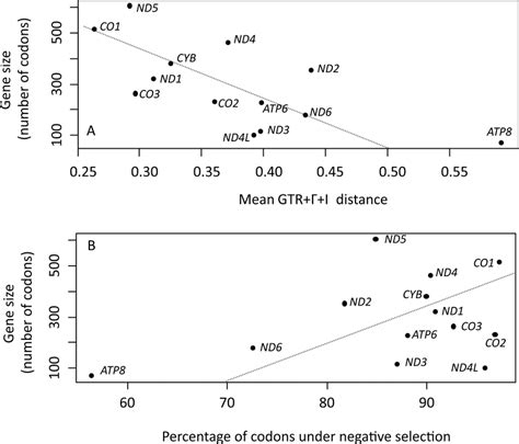 Gene Size Genetic Distance And Codons Under Negative Selection A