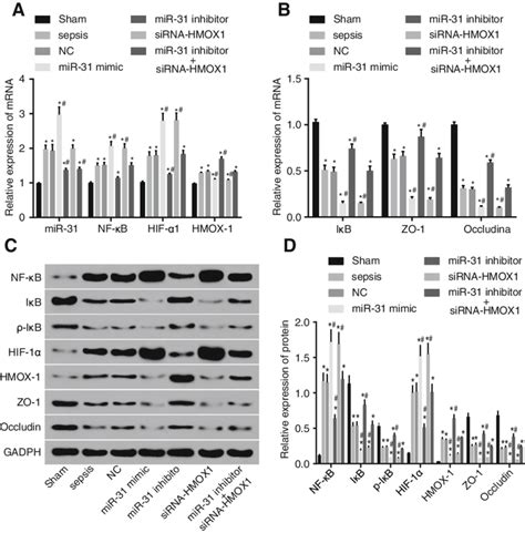 MiR 31 regulated expression of the NF κB HIF 1α pathway related genes