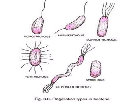 Plant Pathogenic Bacteria Pptx