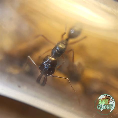 Odontomachus Monticola Antglobe