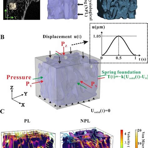 PDF FluidSolid Coupling Numerical Simulation Of Trabecular Bone Under Cyclic Loading In