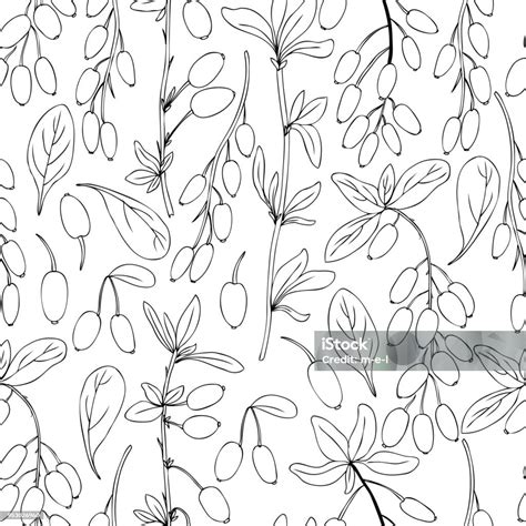 완벽 한 패턴 매 발톱 나무 손으로 그려진된 분기 벡터 스케치에 고립 된 흰색 배경 라인 아트 신선한 베리 자연 매운 나물 요리 디자인 패키지 차 화장품 의학에 대 한 성분