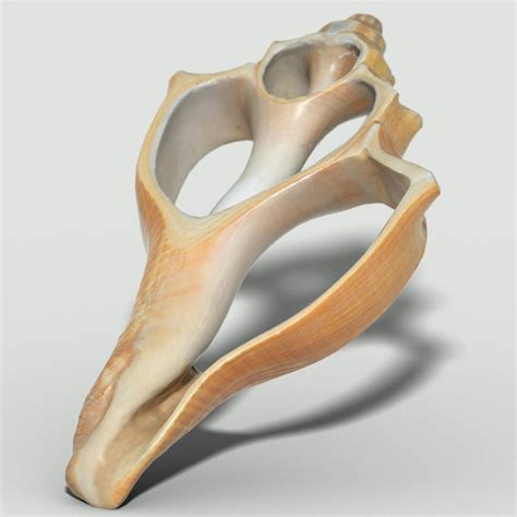 Cut Seashell 3d Model 33 Fbx Obj Free3d