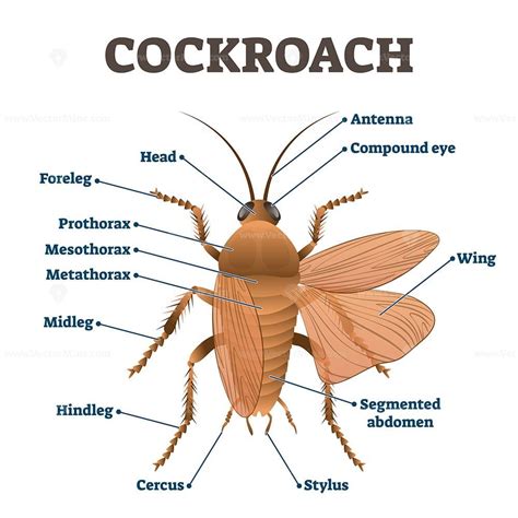 Cockroach Vector Illustration Vectormine Biology Facts Cockroaches