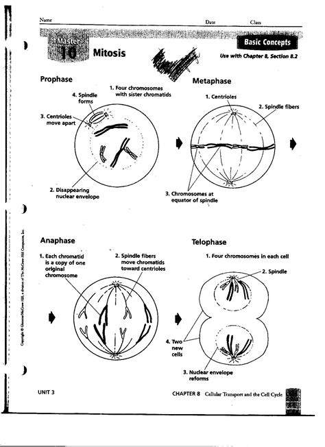 Stages Of Mitosis Worksheet