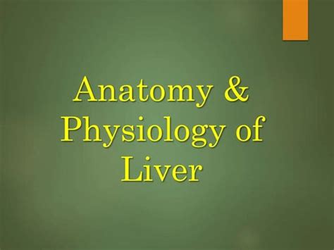 Function Of The Liver Ppt