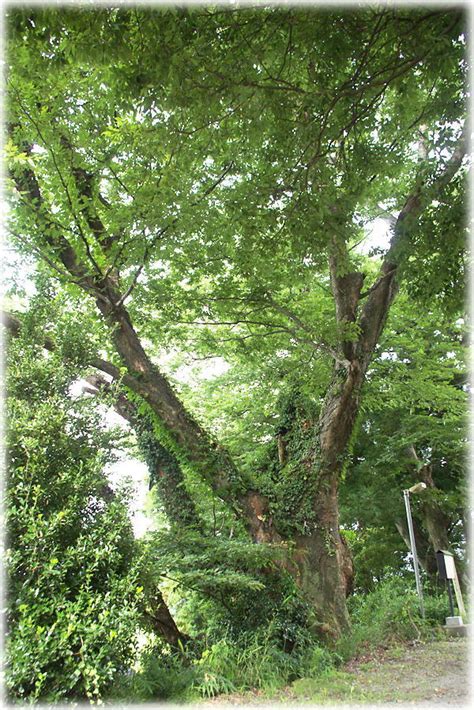 浮島神社の大欅2