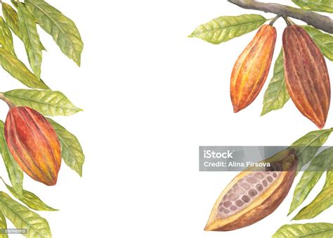 카카오 과일과 잎 수채화 그림과 프레임 손으로 그린 야채 나뭇잎 꽃의 손으로 그린 스케치입니다 열 대 과일의 식물 그림입니다 식품 포장 디자인을 위한 인그레이빙 갈색에 대한
