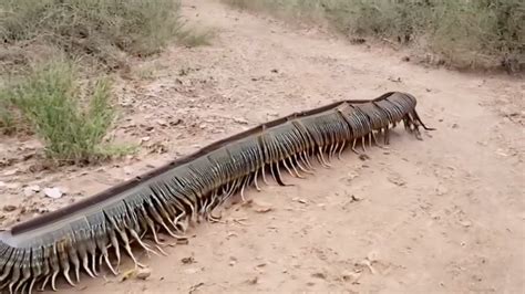 Fact Check The Facts About Giant Centipede Supposedly Found In Australia