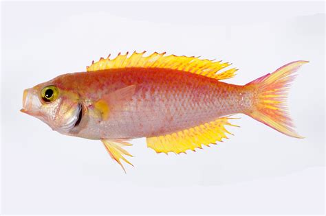 Callanthias