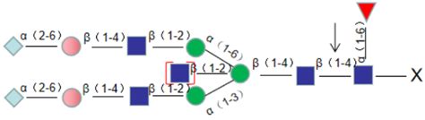 去糖基化酶助力糖蛋白和抗体糖型分析