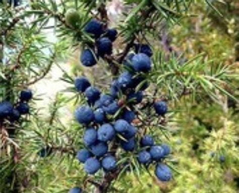 Juniper Berry 15 Ml Sheridan Semple