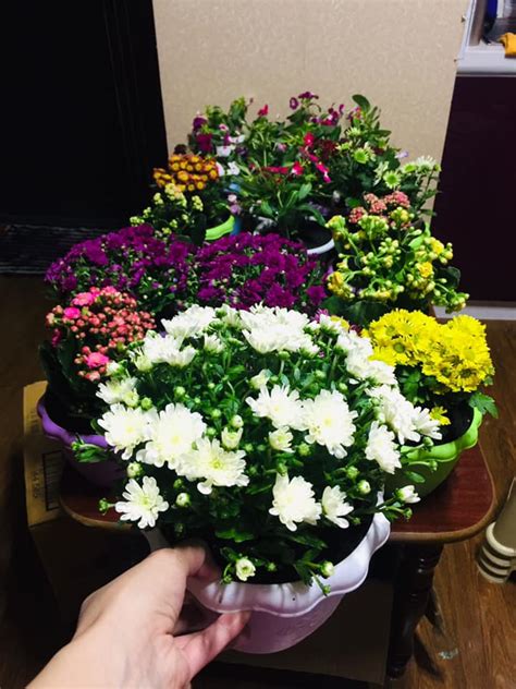 Цэцэгчин ээжүүд 🌺Удвал цэцэг🌺 27000 төгрөг Удвал цэцэг