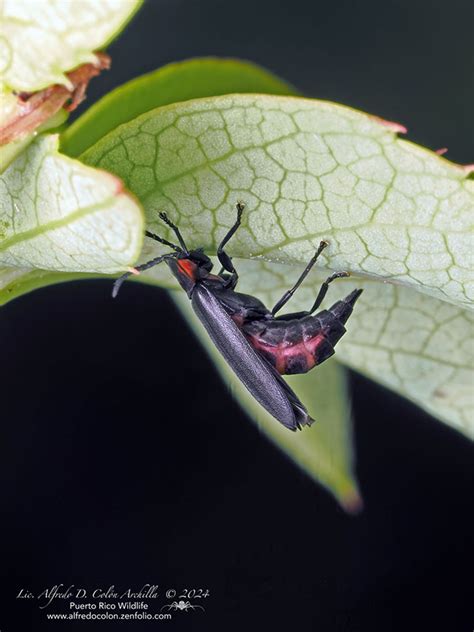 Minnesota Seasons Dark Firefly