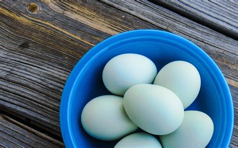 17 Chicken Breeds That Lay Blue Eggs A Z Animals
