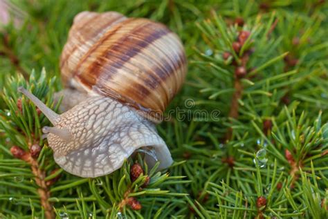 Snail On Green Branches Of A Fur Tree Or Pine Stock Image Image Of