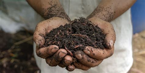 How To Identify Low Soil Organic Matter Organicbiz