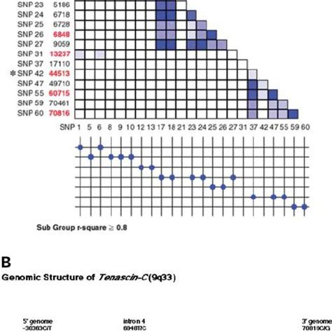 Pairwise Ld Map And Snp Map In The Tnc Genomic Region A Pairwise Download Scientific