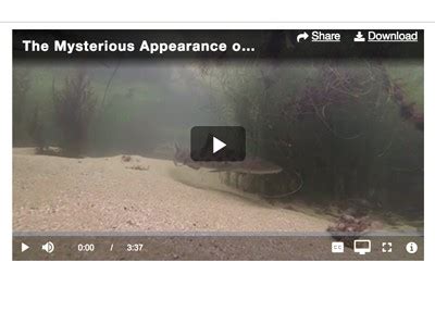 Basic Subtraction Word Problems Instructional Video