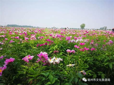 亳州五一期间游客接待量再创新高，旅游市场繁荣安全有序