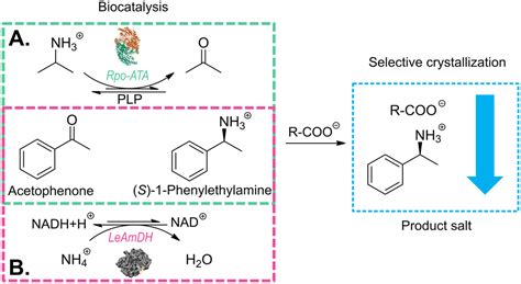 Crystallization Based Downstream Processing Of ω Transaminase And