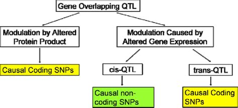 Cis And Trans Effect Modulating Quantitative Traits Download