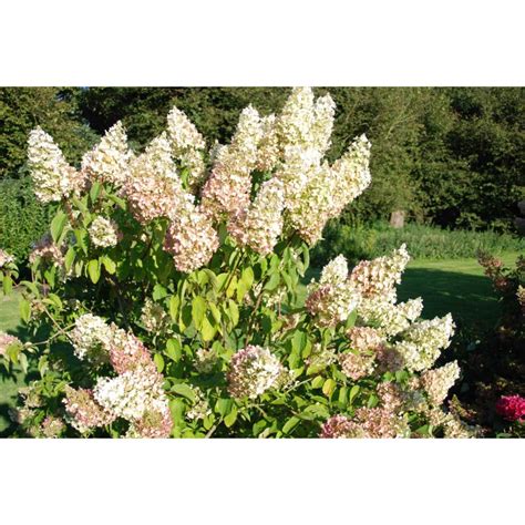 Hydrangea Paniculata Dolly