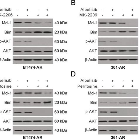 Pdf Alpelisib Inhibits Pik3ca Mutant Breast Cancer Growth Through Akt