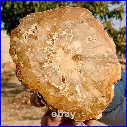 1 60LB Natural Petrified Wood Slab Fossilized Wood Slice Crystal Gem