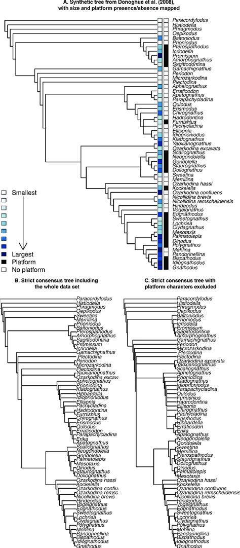 Three Phylogenetic Tree Topologies Used As A Background For Various