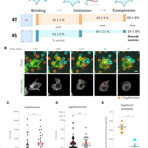 Nanoscale Ligand Clustering Controls Engulfment Initiation A