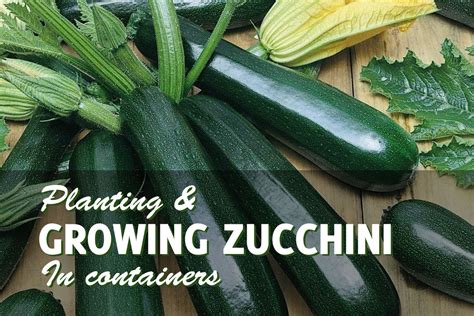 Growing Zucchini In Containers The Easy Way
