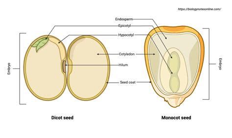 Monocot Germination