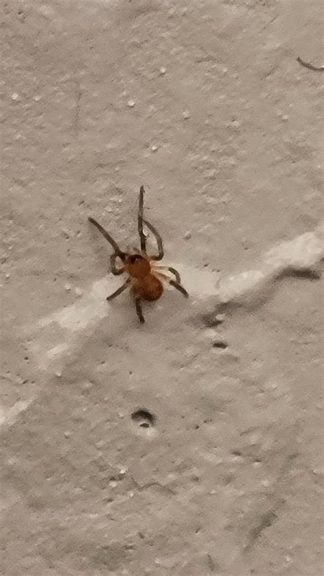 Who Is This Tiny Brown Bug Friend R Whatsthisbug