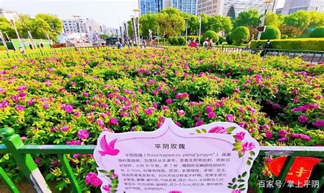 平阴玫瑰香飘泉城广场，“线上线下”融合的玫瑰文化节等着你！百科ta说