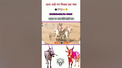 आटपाडी बकासुर आणि सर्जा गटपासbakasuraatpadigatpas Aatpadibakasur