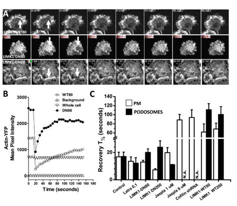 Frap Experiments Reveal Widely Different Actin Recovery Half Times In