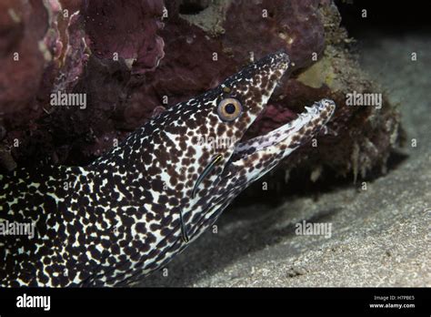 Moray Eel Gymnothorax Sp Being Cleaned By Goby Gobiidae Caribbean