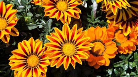 Angiosperms Classification Characteristics And Reproduction Botany Today