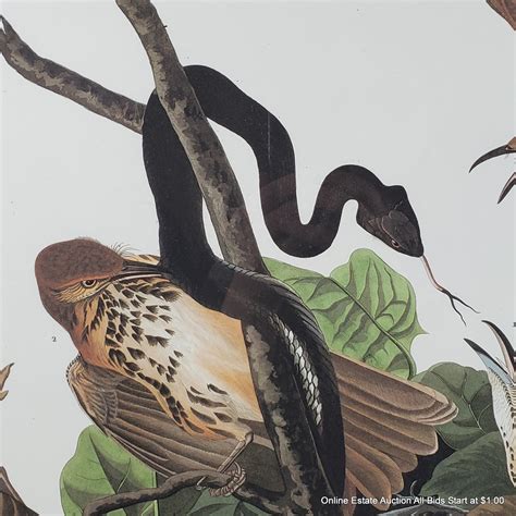 John J Audubon Limited Edition Print Ferruginous Thrush Double