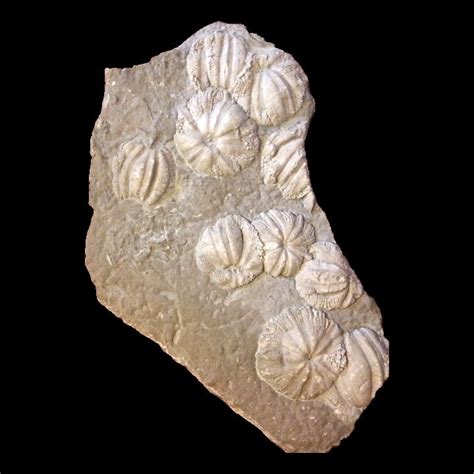 Jurassic Period Fossil Rare Size Of Cnidarians Coelenterates Clypeus