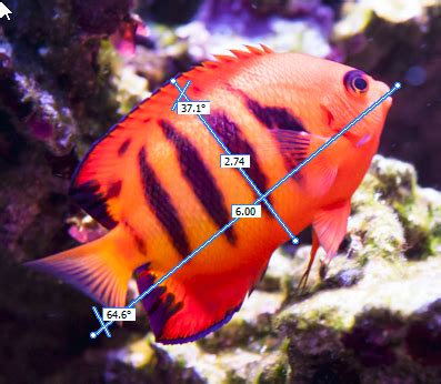 Limits On Scale Bar Size Adobe Product Community